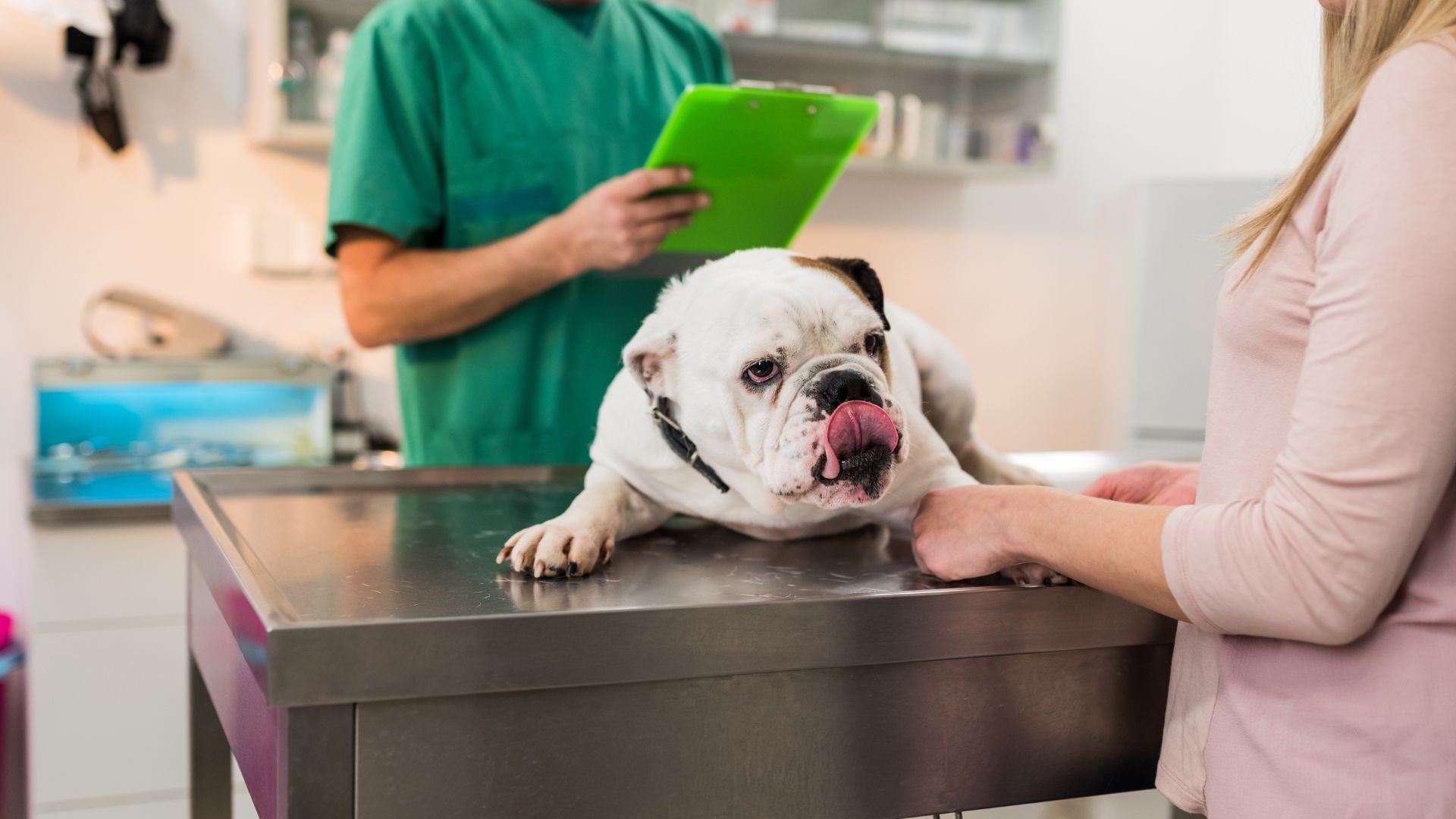 Overland Park KS Veterinary Services | Wycliff Animal Clinic